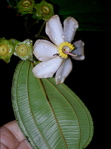 Blakea | Fotos de Campo | The Field Museum