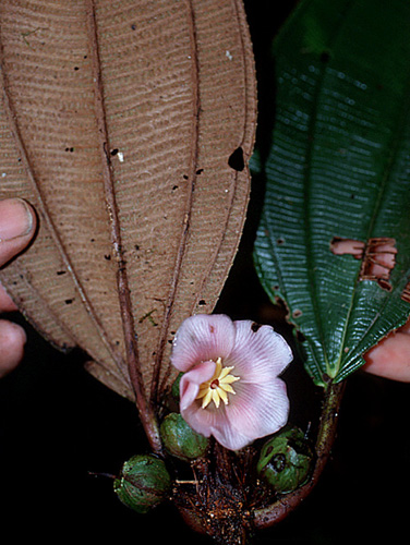 Blakea | Live Plant Photos | The Field Museum