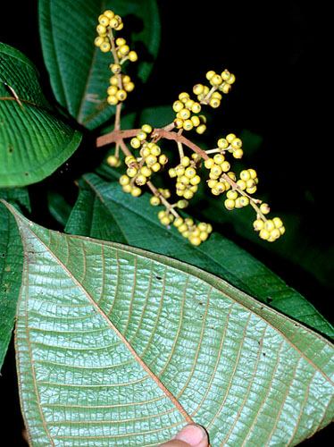 Miconia | Live Plant Photos | The Field Museum