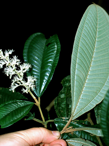 Miconia | Fotos de Campo | The Field Museum
