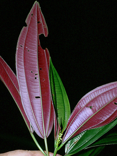 Miconia | Fotos de Campo | The Field Museum