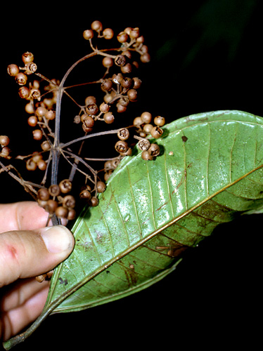 Tessmannianthus heterostemon | Fotos de Campo | The Field Museum