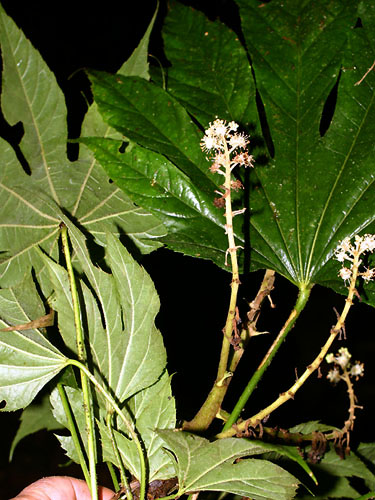 Oreopanax | Live Plant Photos | The Field Museum