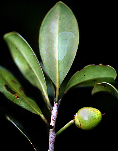Ternstroemia | Live Plant Photos | The Field Museum