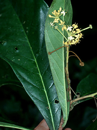 Schoenobiblus peruvianus | Fotos de Campo | The Field Museum