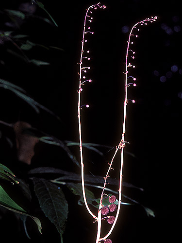 Sciaphila purpurea | Fotos de Campo | The Field Museum