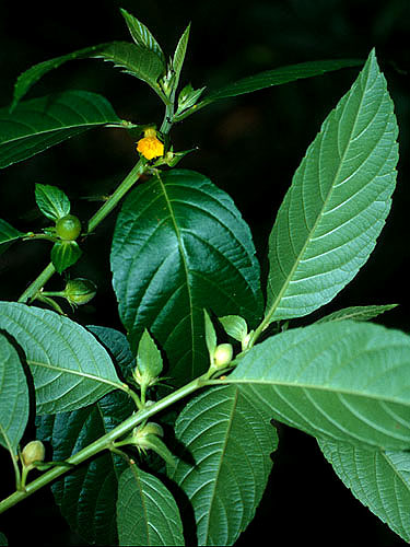 Turnera acuta | Fotos de Campo | The Field Museum
