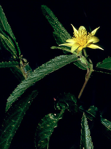 Corchorus | Fotos de Campo | The Field Museum