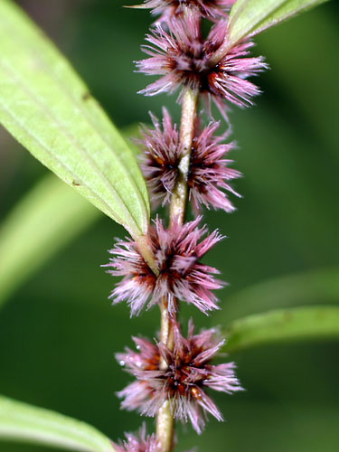 Phenax | Fotos de Campo | The Field Museum