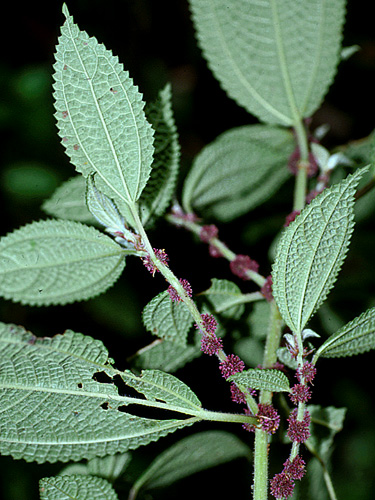 Phenax | Fotos de Campo | The Field Museum
