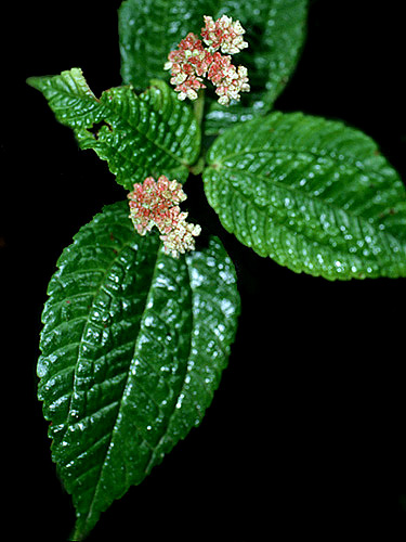 Pilea | Fotos de Campo | The Field Museum