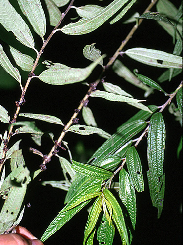 Pouzolzia | Live Plant Photos | The Field Museum