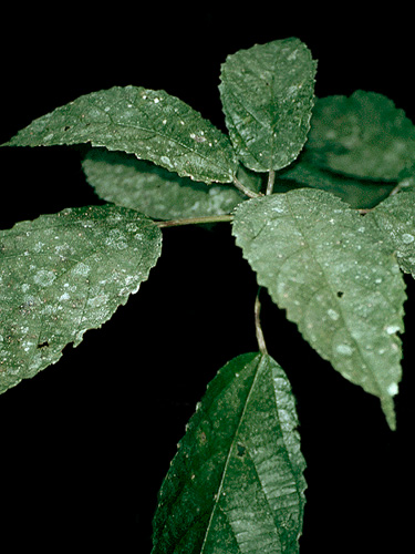 Urera baccifera | Fotos de Campo | The Field Museum