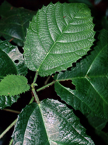 Urera baccifera | Fotos de Campo | The Field Museum