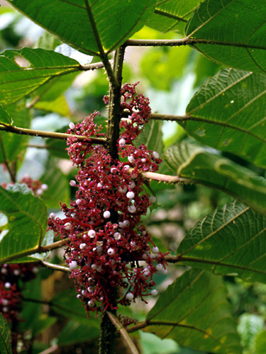 Urera baccifera | Live Plant Photos | The Field Museum