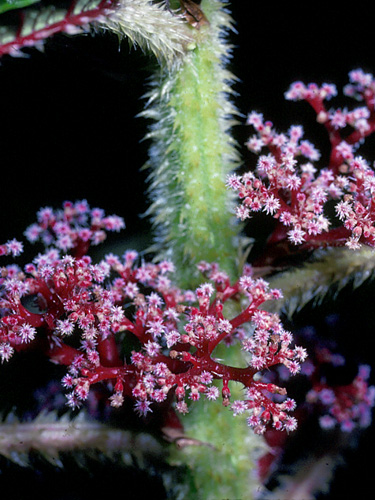 Urera baccifera | Fotos de Campo | The Field Museum
