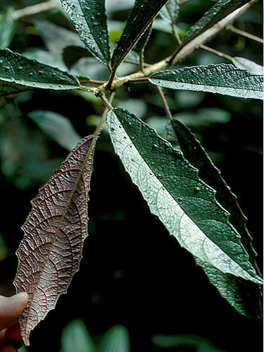 Urera baccifera | Fotos de Campo | The Field Museum