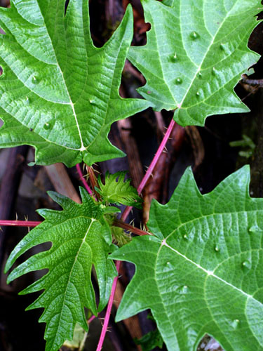 Urera laciniata | Fotos de Campo | The Field Museum