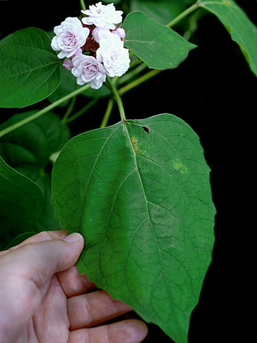 Clerodendrum philippinum | Live Plant Photos | The Field Museum