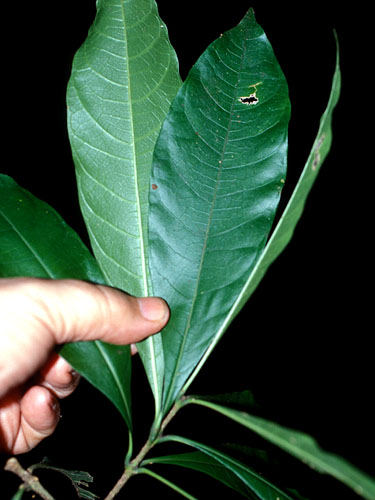 Petrea maynensis | Live Plant Photos | The Field Museum