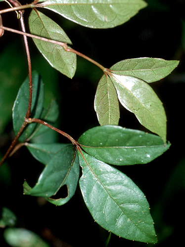 Cissus trianae | Live Plant Photos | The Field Museum