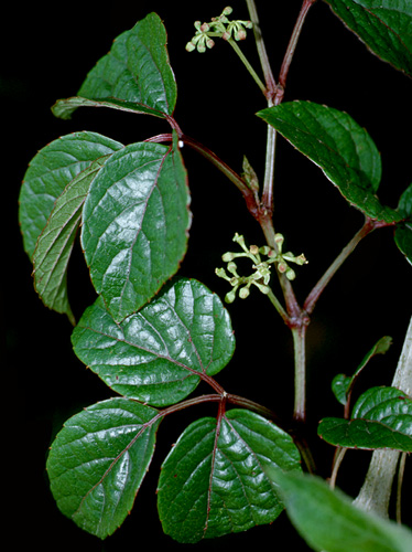 Cissus | Live Plant Photos | The Field Museum