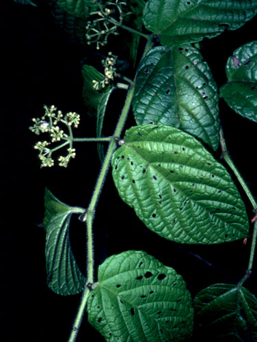 Cissus | Fotos de Campo | The Field Museum