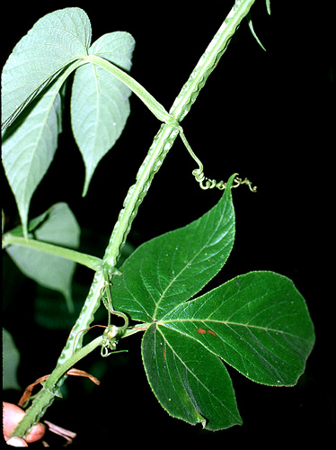 Cissus | Fotos de Campo | The Field Museum