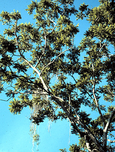 Cedrela longipetiolulata | Live Plant Photos | The Field Museum
