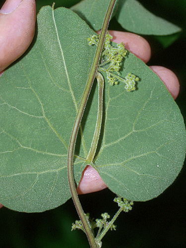Cissampelos | Live Plant Photos | The Field Museum