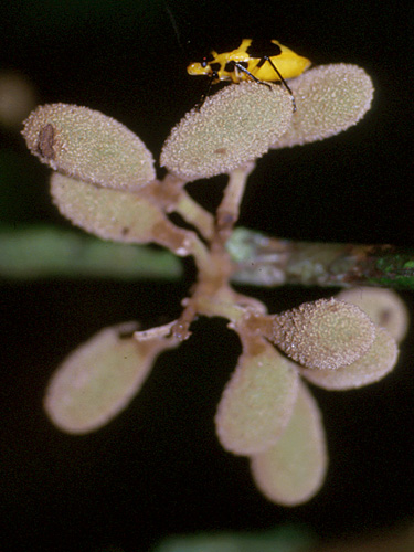 Curarea toxicofera | Fotos de Campo | The Field Museum