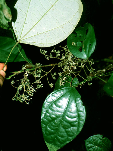 Curarea toxicofera | Live Plant Photos | The Field Museum