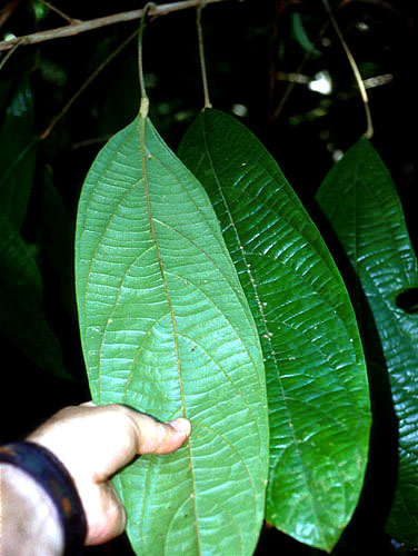 Telitoxicum krukovii | Fotos de Campo | The Field Museum