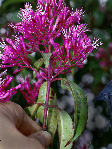 Fuchsia arborescens | Fotos de Campo | The Field Museum