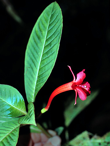 Fuchsia macrostigma | Live Plant Photos | The Field Museum