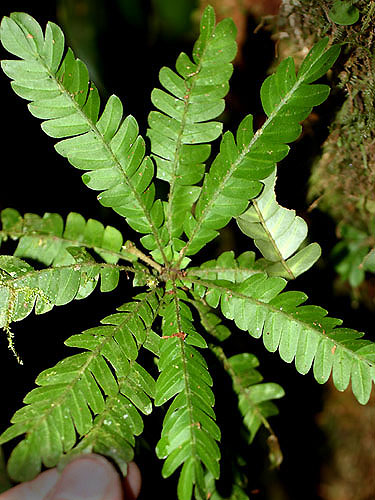 Biophytum | Fotos de Campo | The Field Museum