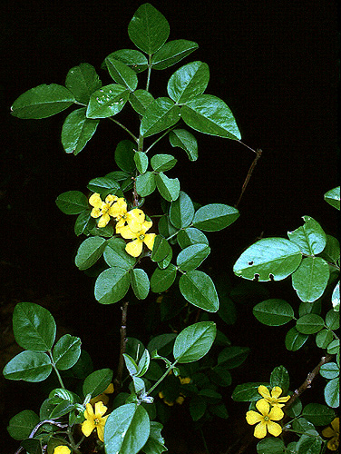 Oxalis | Fotos de Campo | The Field Museum