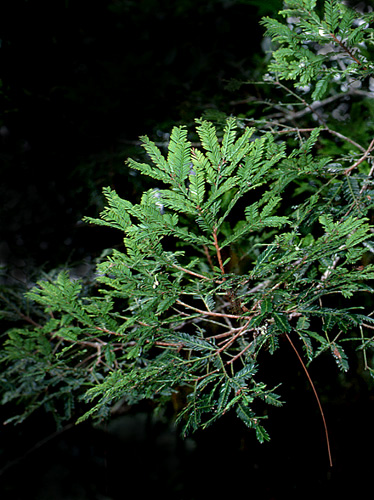 Podocarpus | Fotos de Campo | The Field Museum