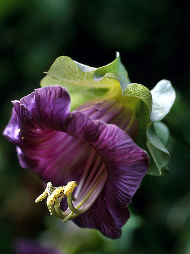 Cobaea scandens | Live Plant Photos | The Field Museum
