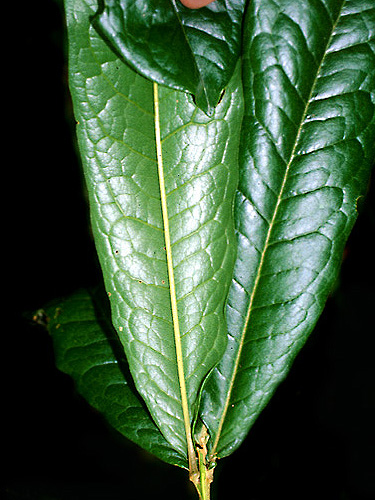 Panopsis | Live Plant Photos | The Field Museum
