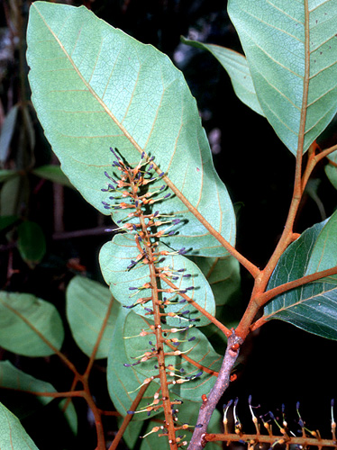Panopsis | Fotos de Campo | The Field Museum