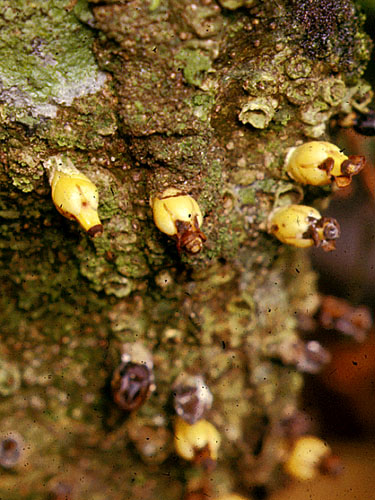 Apodanthes caseariae | Live Plant Photos | The Field Museum