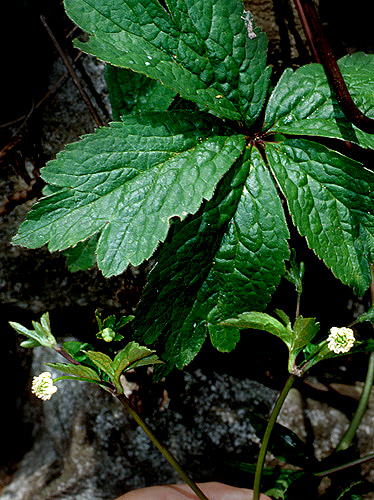 Ranunculus | Fotos de Campo | The Field Museum