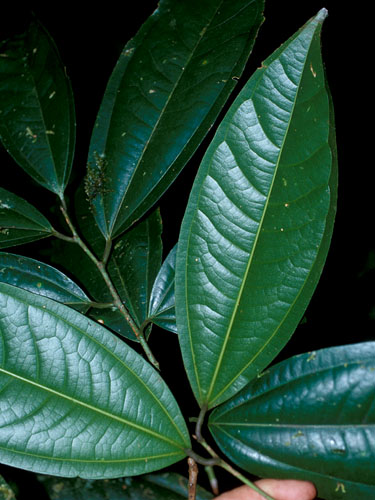 Ampelozizyphus amazonicus | Fotos de Campo | The Field Museum