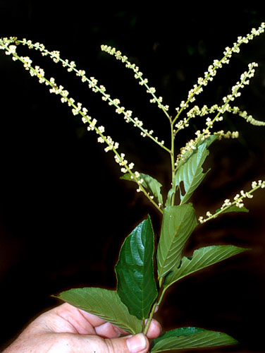 Gouania cornifolia | Live Plant Photos | The Field Museum