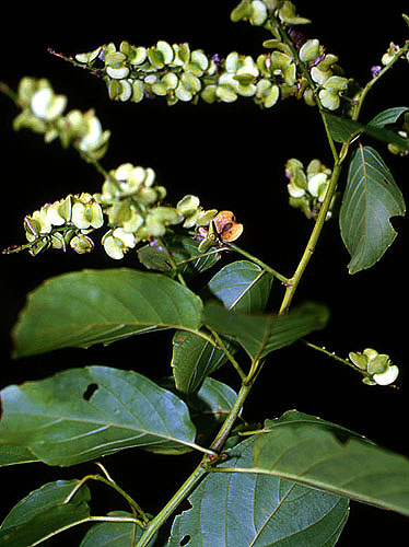Gouania | Live Plant Photos | The Field Museum