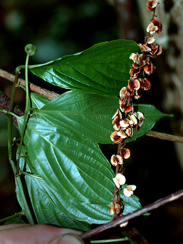 Gouania | Fotos de Campo | The Field Museum
