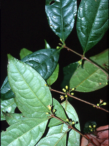 Cassipourea peruviana | Fotos de Campo | The Field Museum