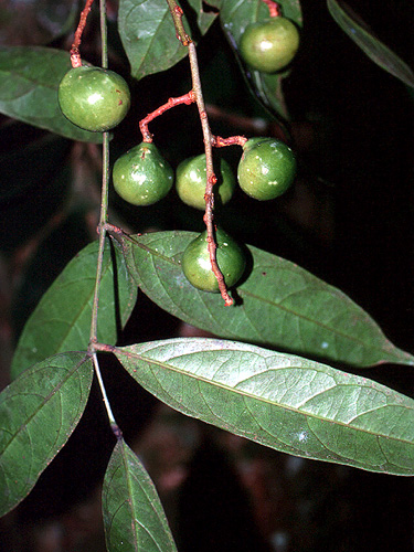Ophiocaryon | Live Plant Photos | The Field Museum