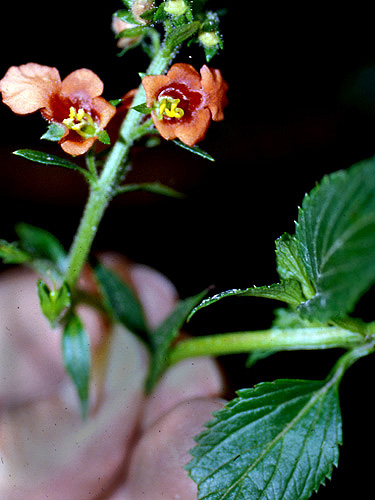 Alonsoa meridionalis | Live Plant Photos | The Field Museum